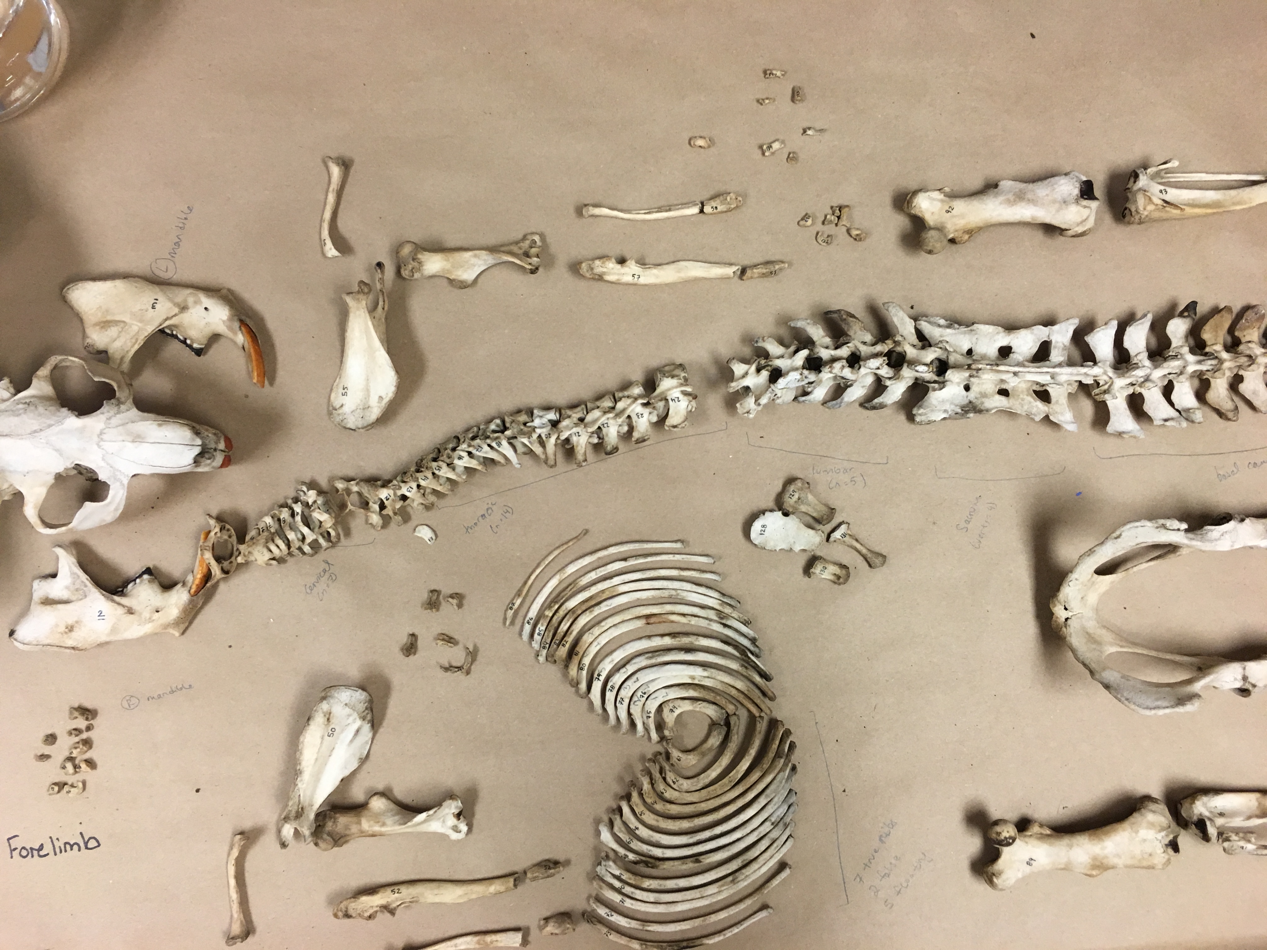 webpages.sdsmt.edu - /~skeenan/myimages/